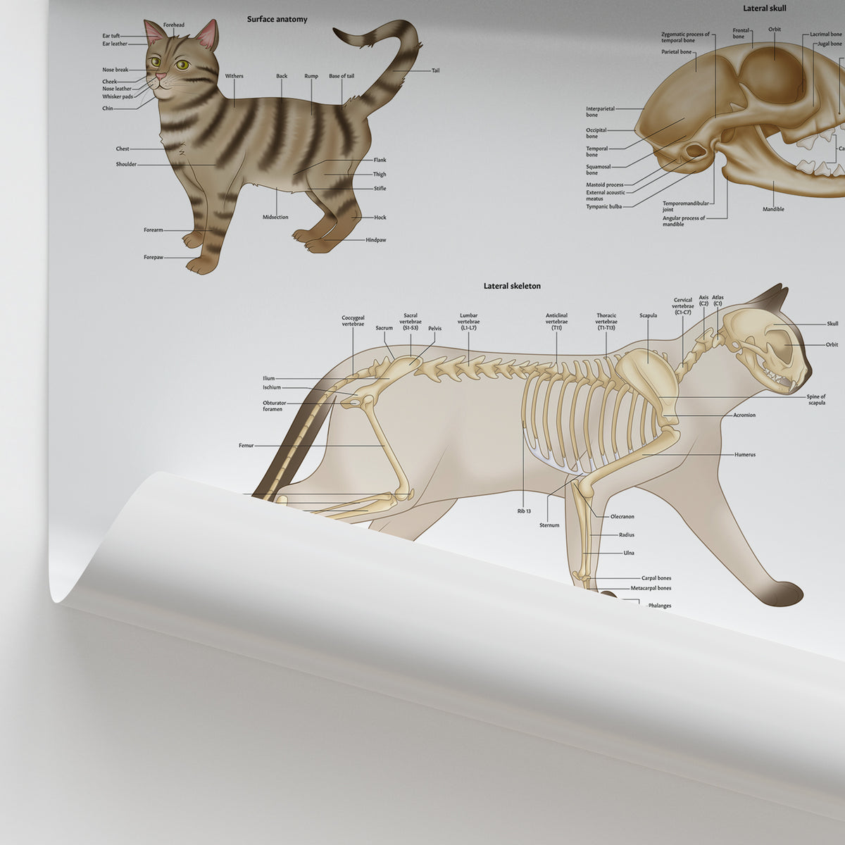 Feline Skeletal Anatomy Chart | Cat Skeleton Poster – AnatomyStuff