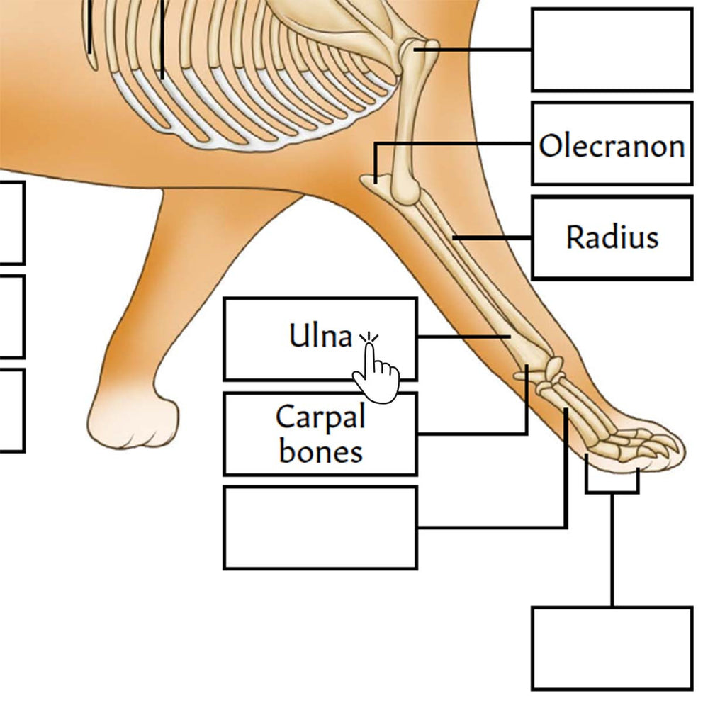 Feline Skeletal Anatomy Poster | Printable & Interactive PDF Worksheet ...