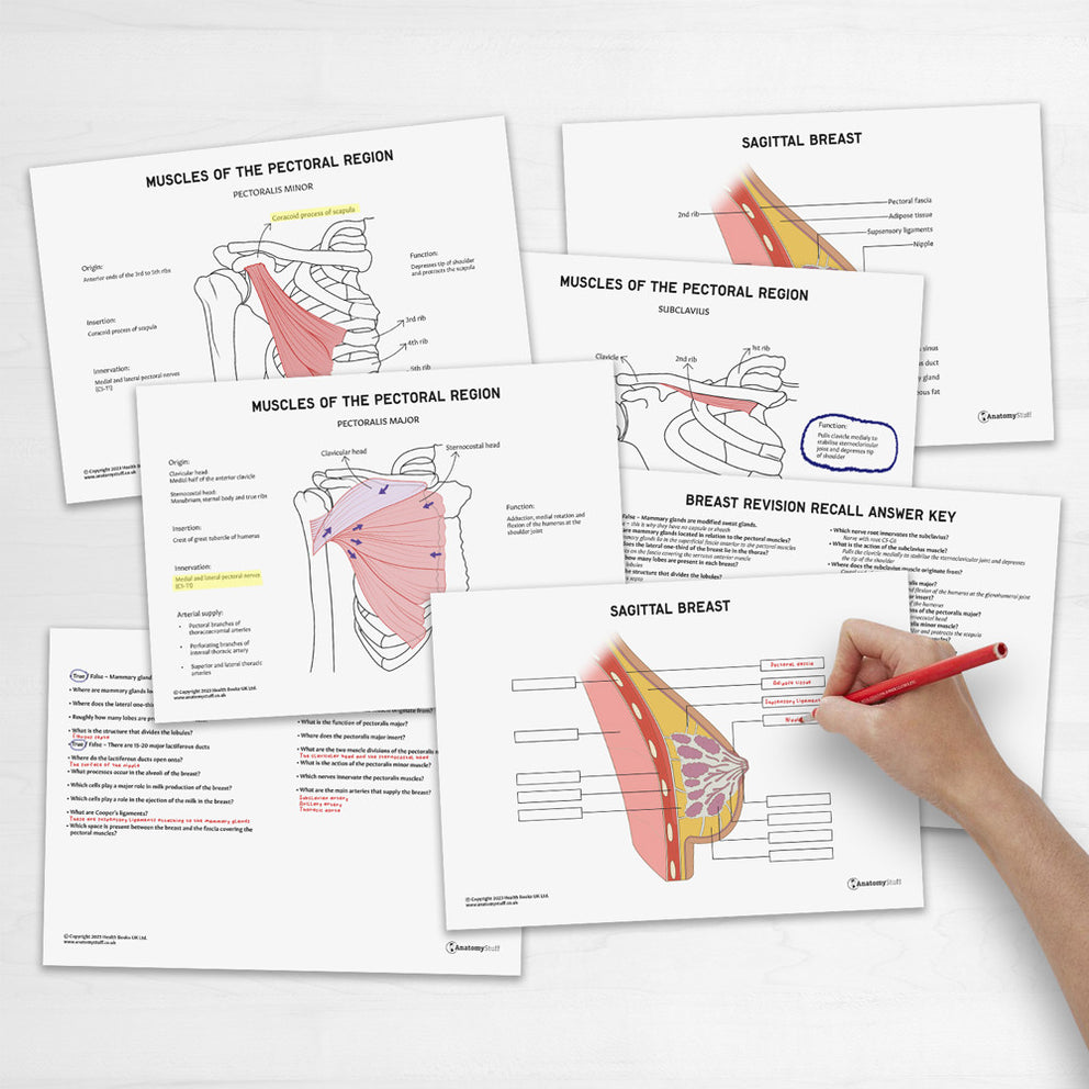 Breast Anatomy Revision Worksheets (PDF) | Female Pectoral Region Study ...