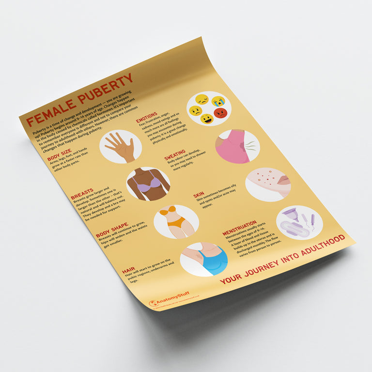 Female Puberty Poster | School Education Chart – AnatomyStuff