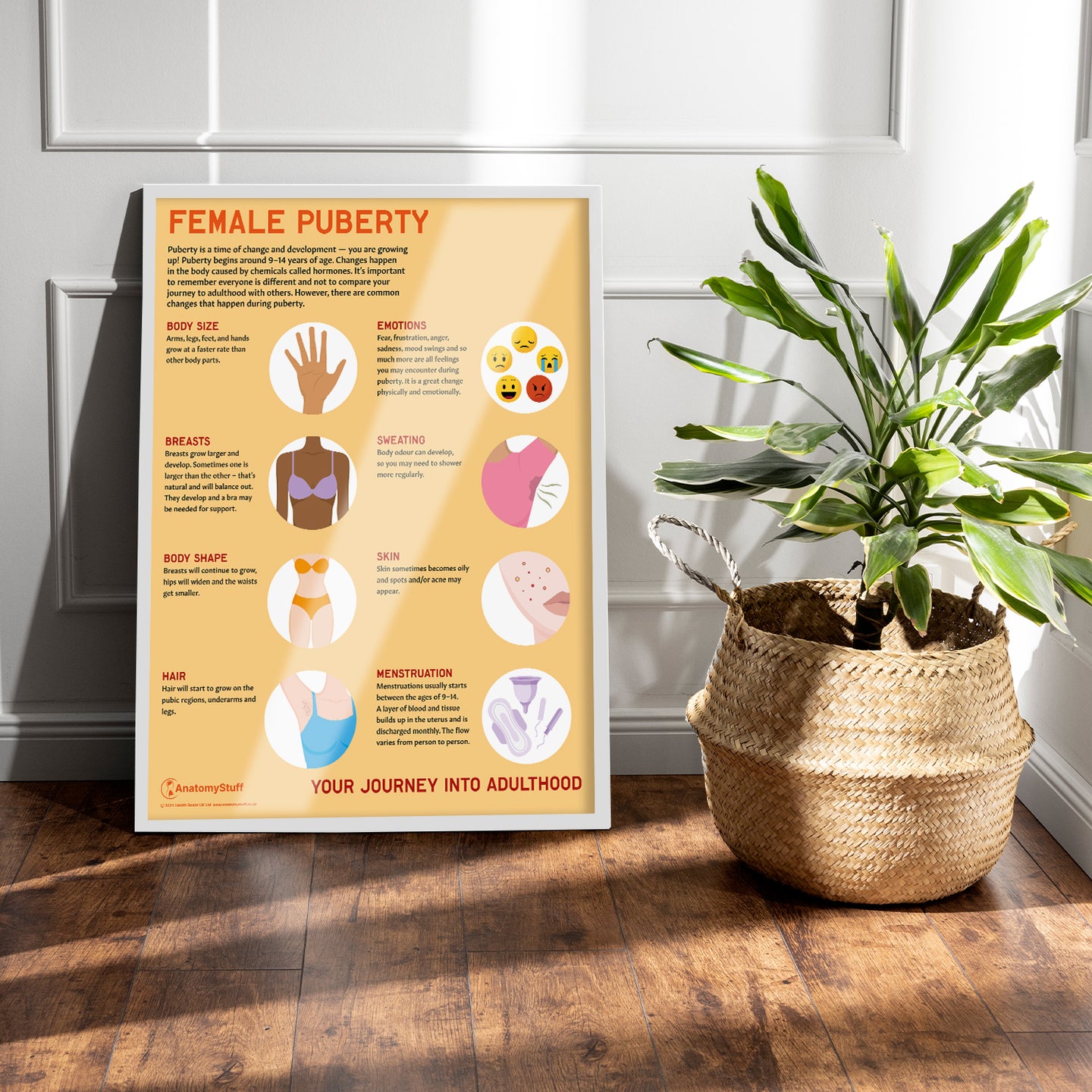 Female Puberty Poster | School Education Chart – AnatomyStuff