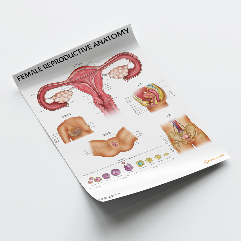 Female Reproductive System Poster | Anatomy of Female Organs Chart ...