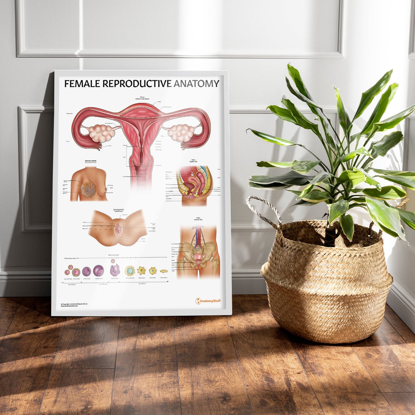 Female Reproductive System Poster | Anatomy of Female Organs Chart ...