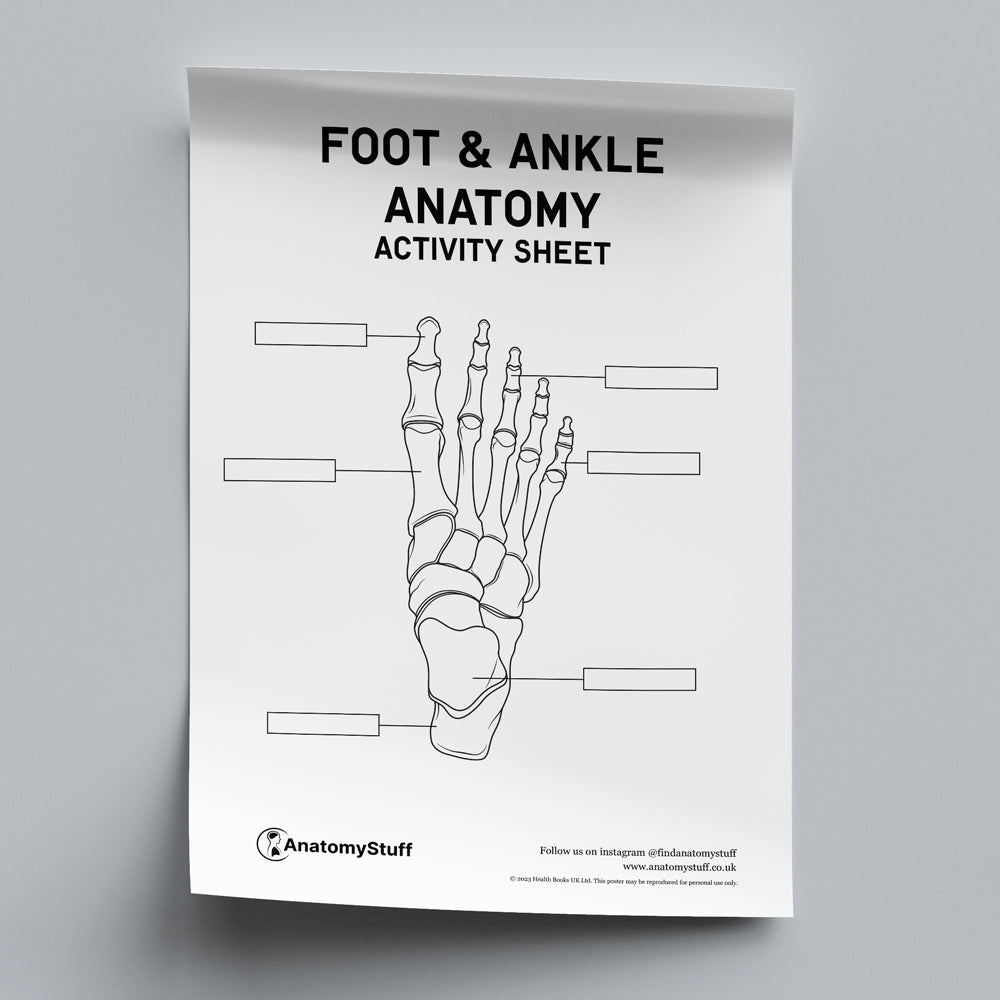 Foot & Ankle Anatomy Activity Sheet | Digital Download | AnatomyStuff