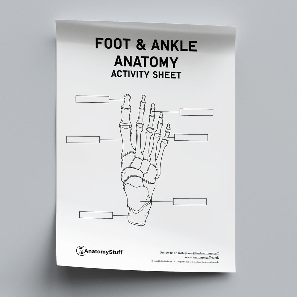 Foot & Ankle Anatomy Activity Sheet | Digital Download | AnatomyStuff
