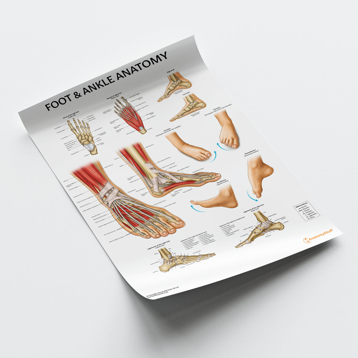 Foot & Ankle Joint Anatomy Chart | Framed Medical Poster – AnatomyStuff