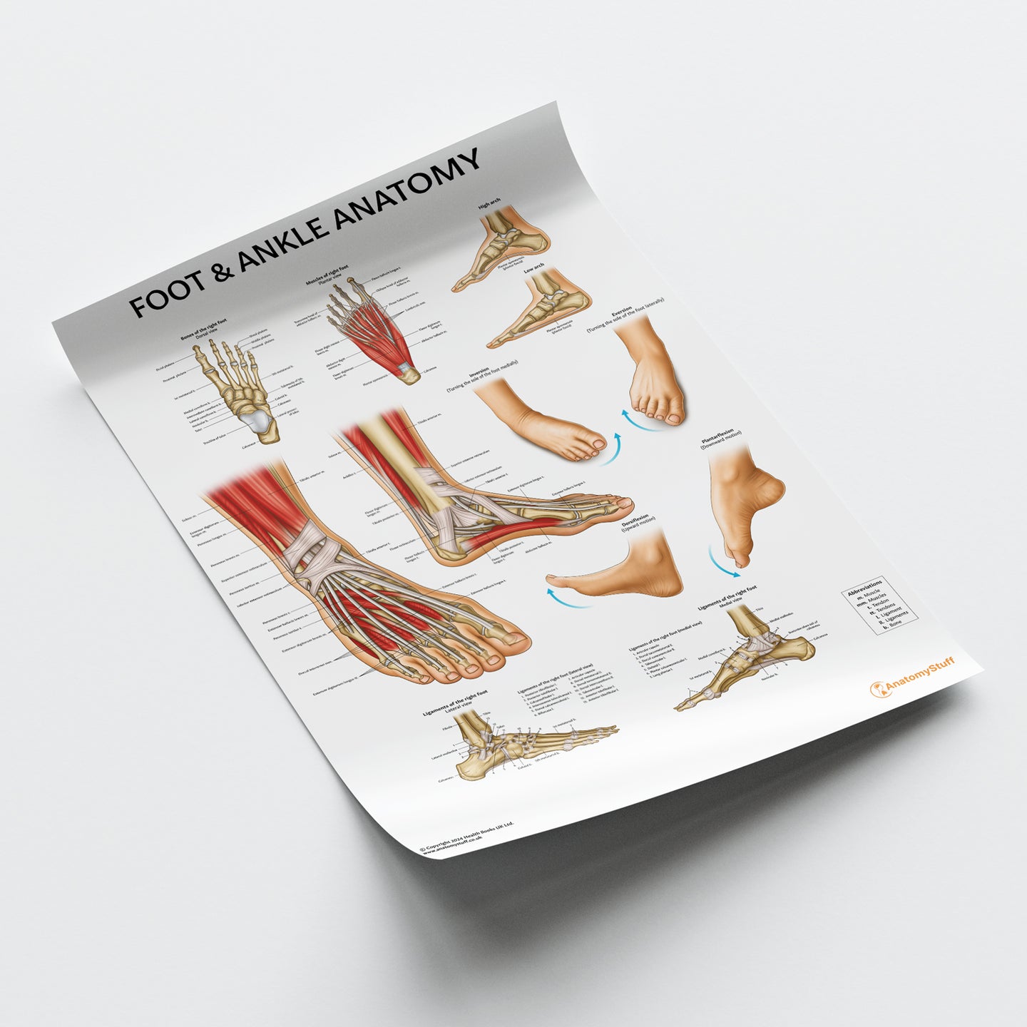 Foot & Ankle Joint Anatomy Chart | Framed Medical Poster – AnatomyStuff