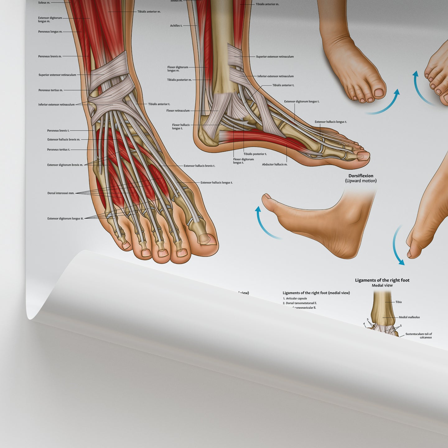 Foot & Ankle Joint Anatomy Chart | Framed Medical Poster – AnatomyStuff