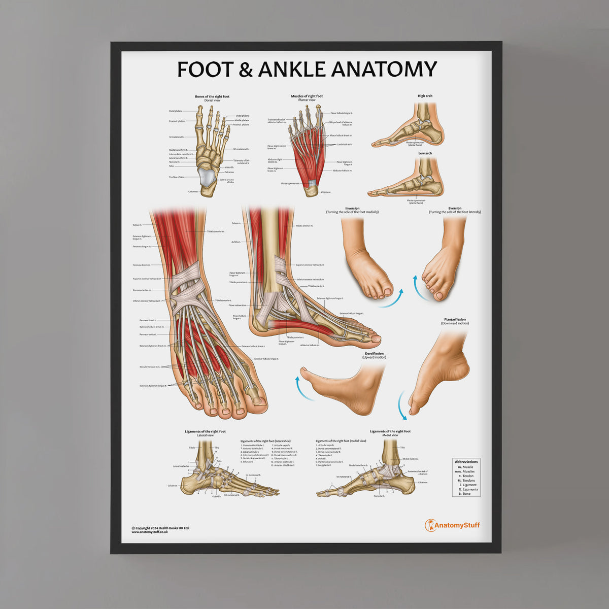 Foot & Ankle Joint Anatomy Chart | Framed Medical Poster – AnatomyStuff