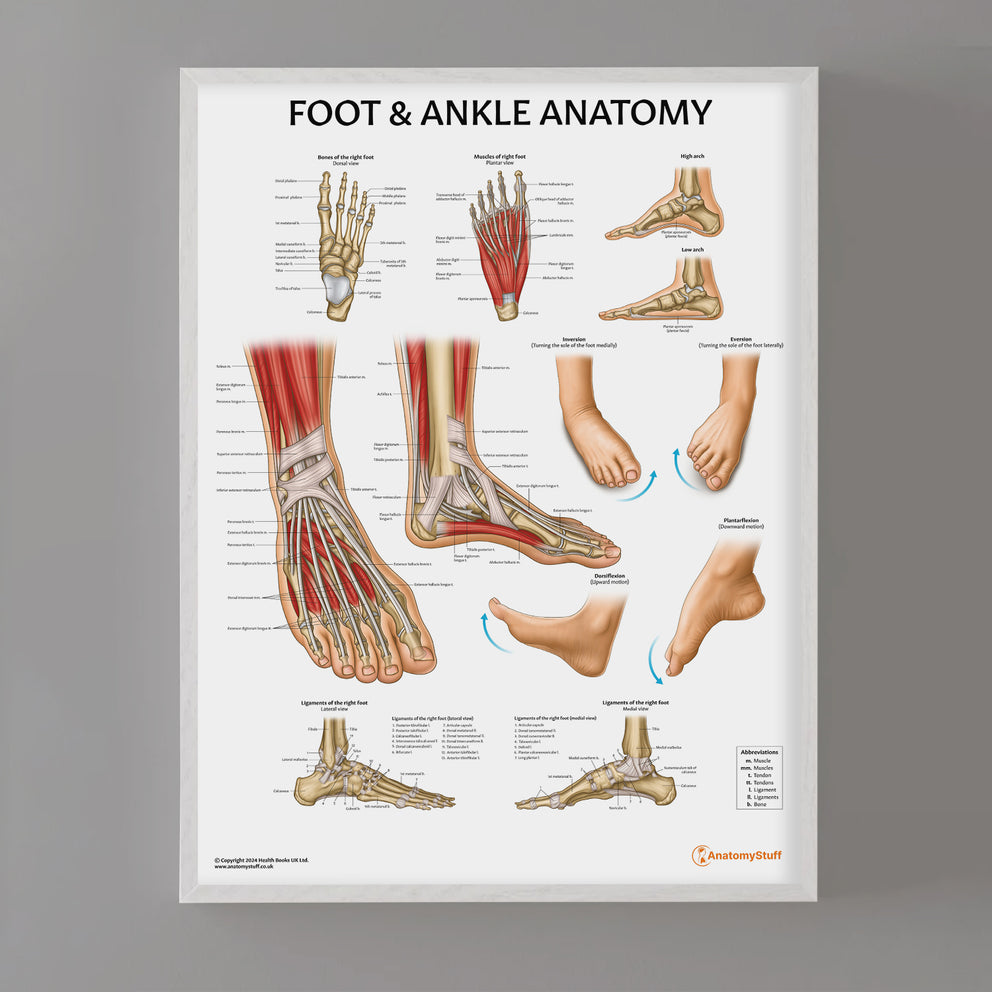 Foot & Ankle Joint Anatomy Chart | Framed Medical Poster – AnatomyStuff
