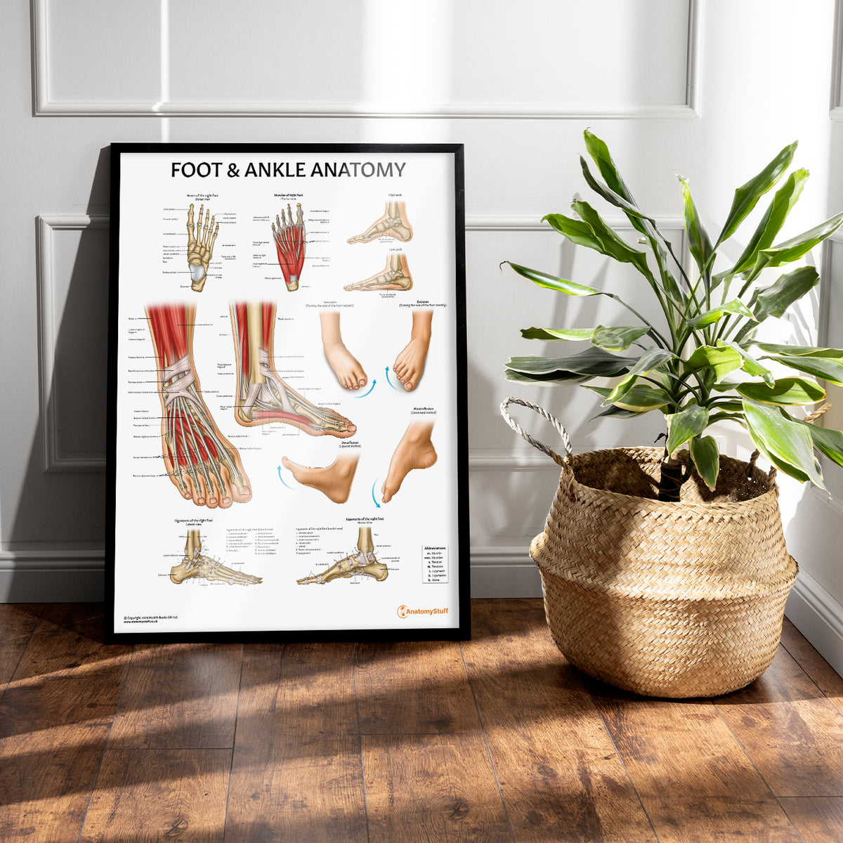 Foot & Ankle Joint Anatomy Chart | Framed Medical Poster – AnatomyStuff