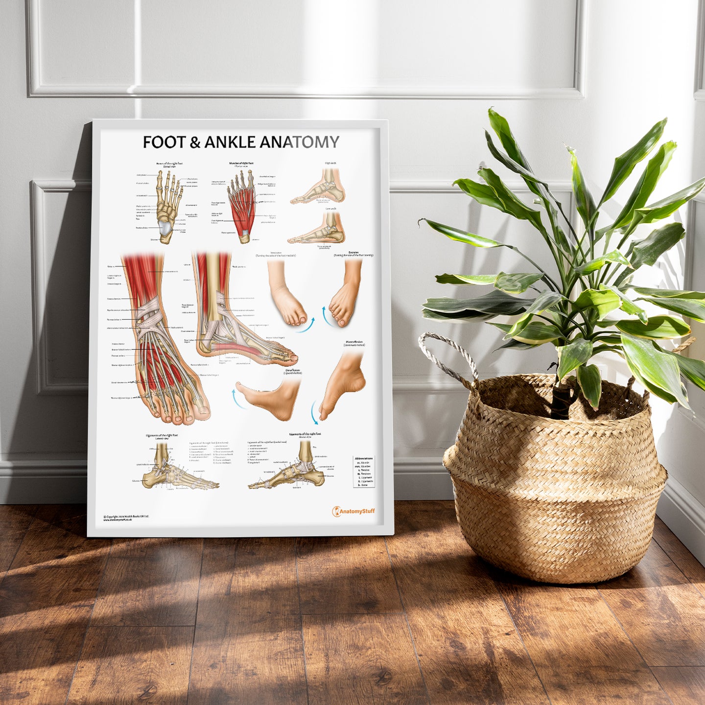 Foot & Ankle Joint Anatomy Chart | Framed Medical Poster – AnatomyStuff