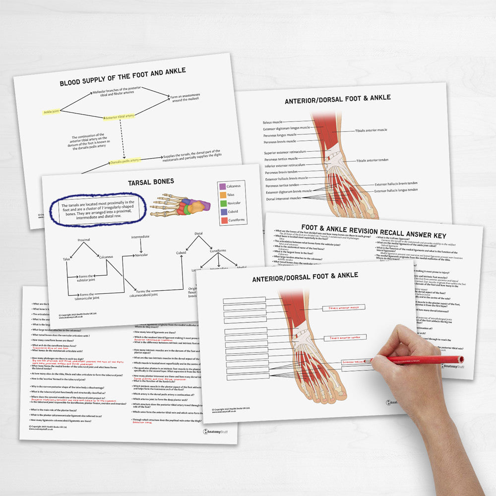 Downloadable Anatomy Revision Guide & Summaries | Shop Online ...
