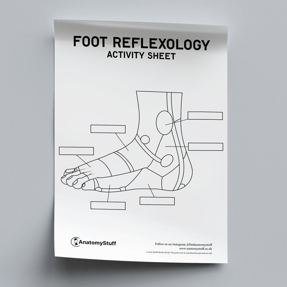 Foot Reflexology Activity Sheet | Digital Download | AnatomyStuff