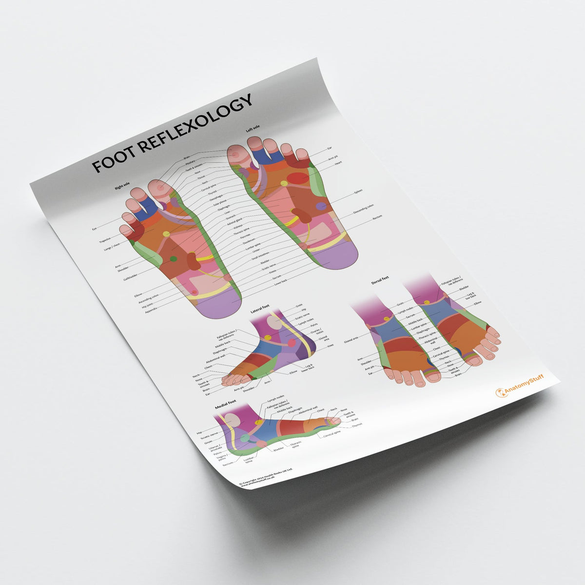 Foot Reflexology Poster | Pressure Points Foot Chart – AnatomyStuff
