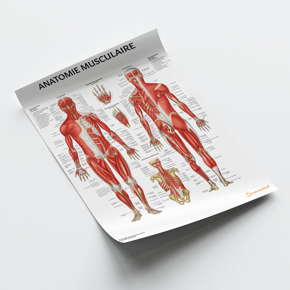 French Muscle Anatomy Poster | Anatomie Musculaire Chart | AnatomyStuff