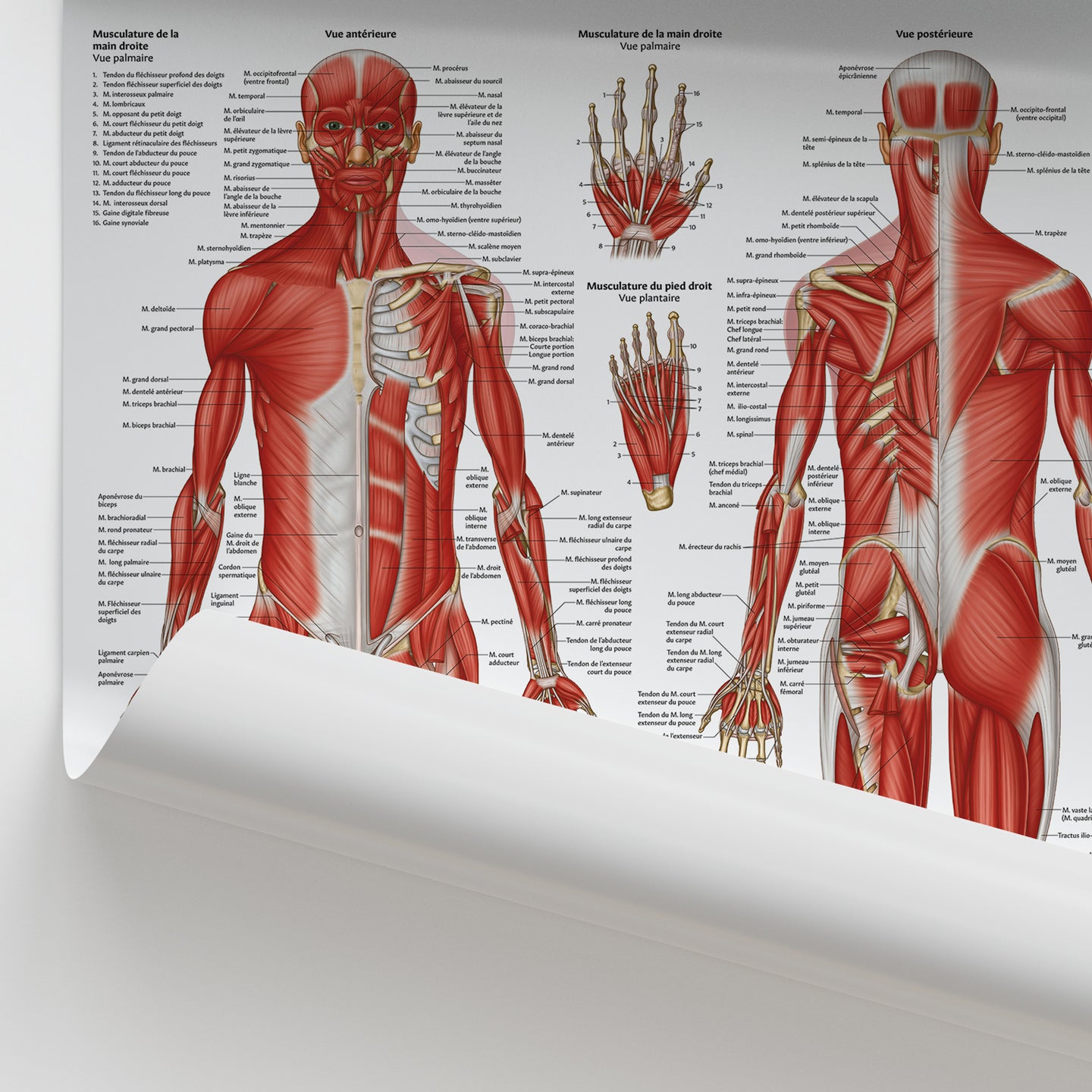 French Muscle Anatomy Poster | Anatomie Musculaire Chart | AnatomyStuff