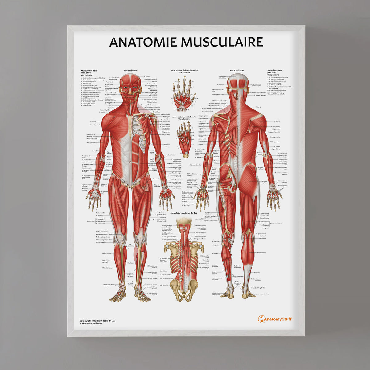 French Muscle Anatomy Poster | Anatomie Musculaire Chart | AnatomyStuff