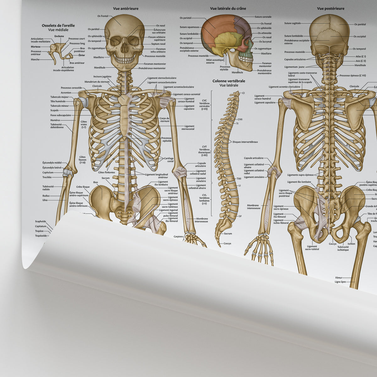 French Skeleton Poster | Anatomie Squelettique Chart | AnatomyStuff