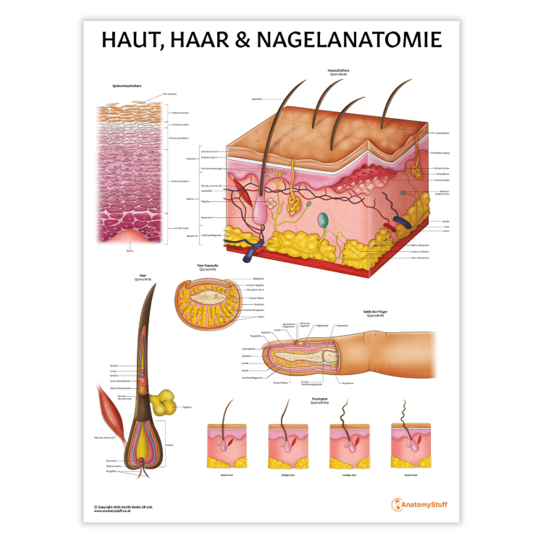 German Anatomy Posters – AnatomyStuff