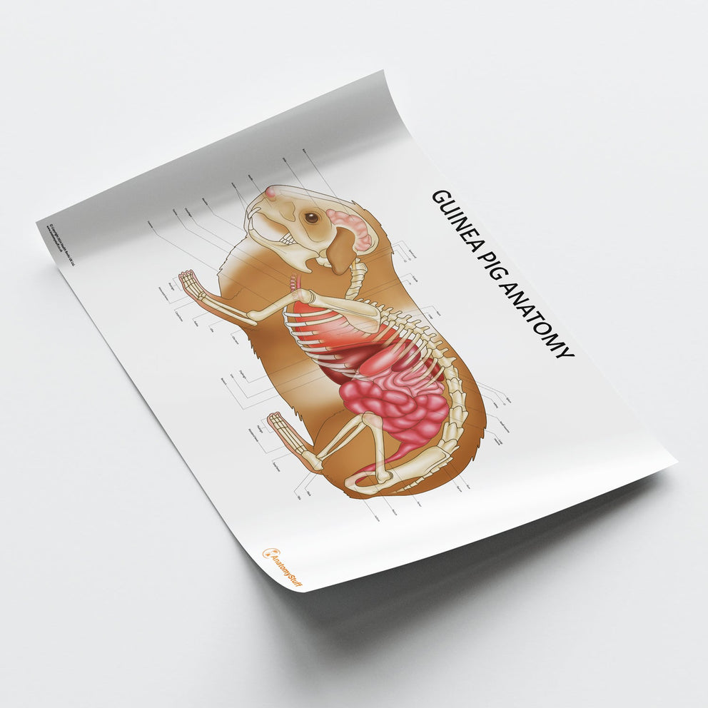 Guinea Pig Anatomy Poster | Small Mammal Organs & Bones Chart ...
