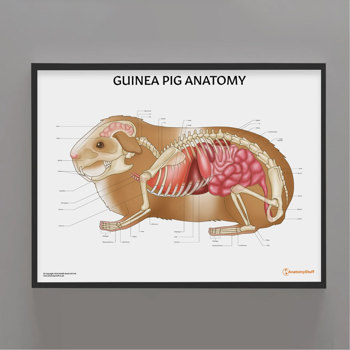 Guinea Pig Anatomy Poster | Small Mammal Organs & Bones Chart ...