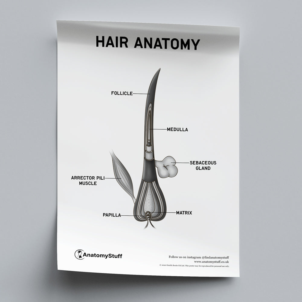 Hair Anatomy PDF Poster | Dermatology Study Download – AnatomyStuff