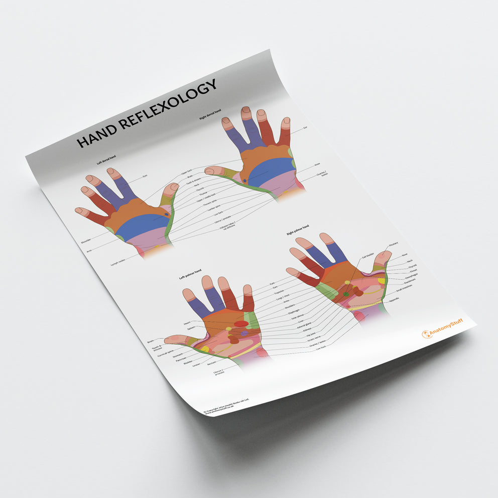 Hand Reflexology Poster | Zone Therapy Massage Chart – AnatomyStuff