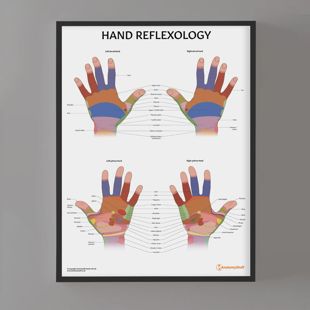 Hand Reflexology Poster | Zone Therapy Massage Chart – AnatomyStuff
