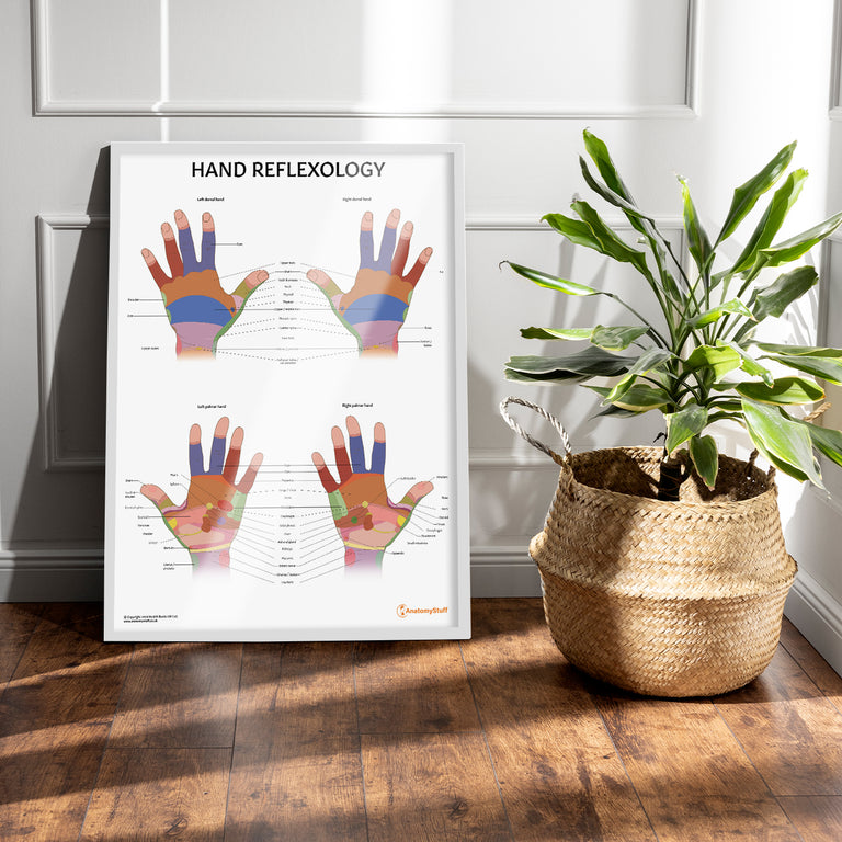 Hand Reflexology Poster | Zone Therapy Massage Chart – AnatomyStuff