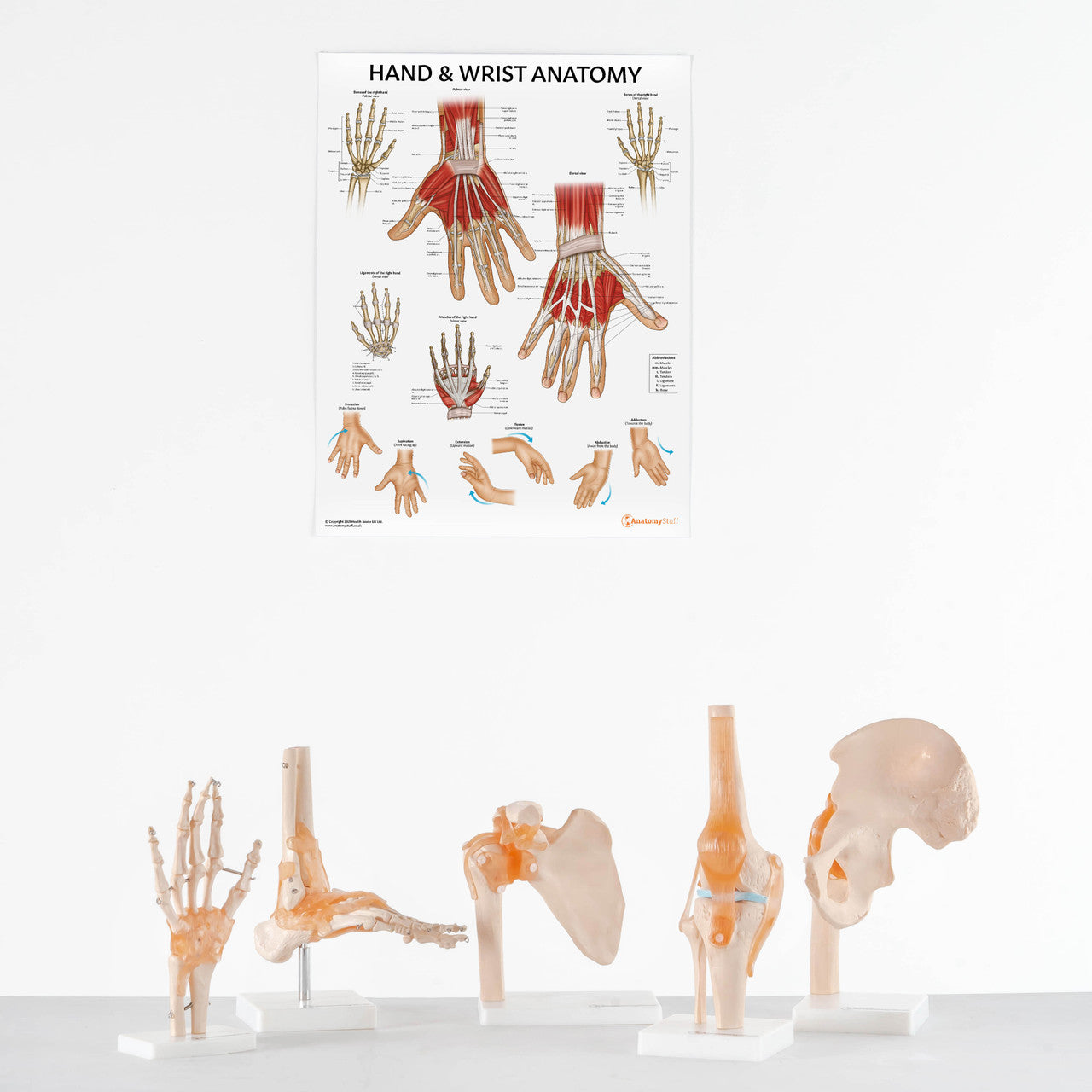 Hand & Wrist Joint Anatomy Chart | Detailed Medical Poster – AnatomyStuff
