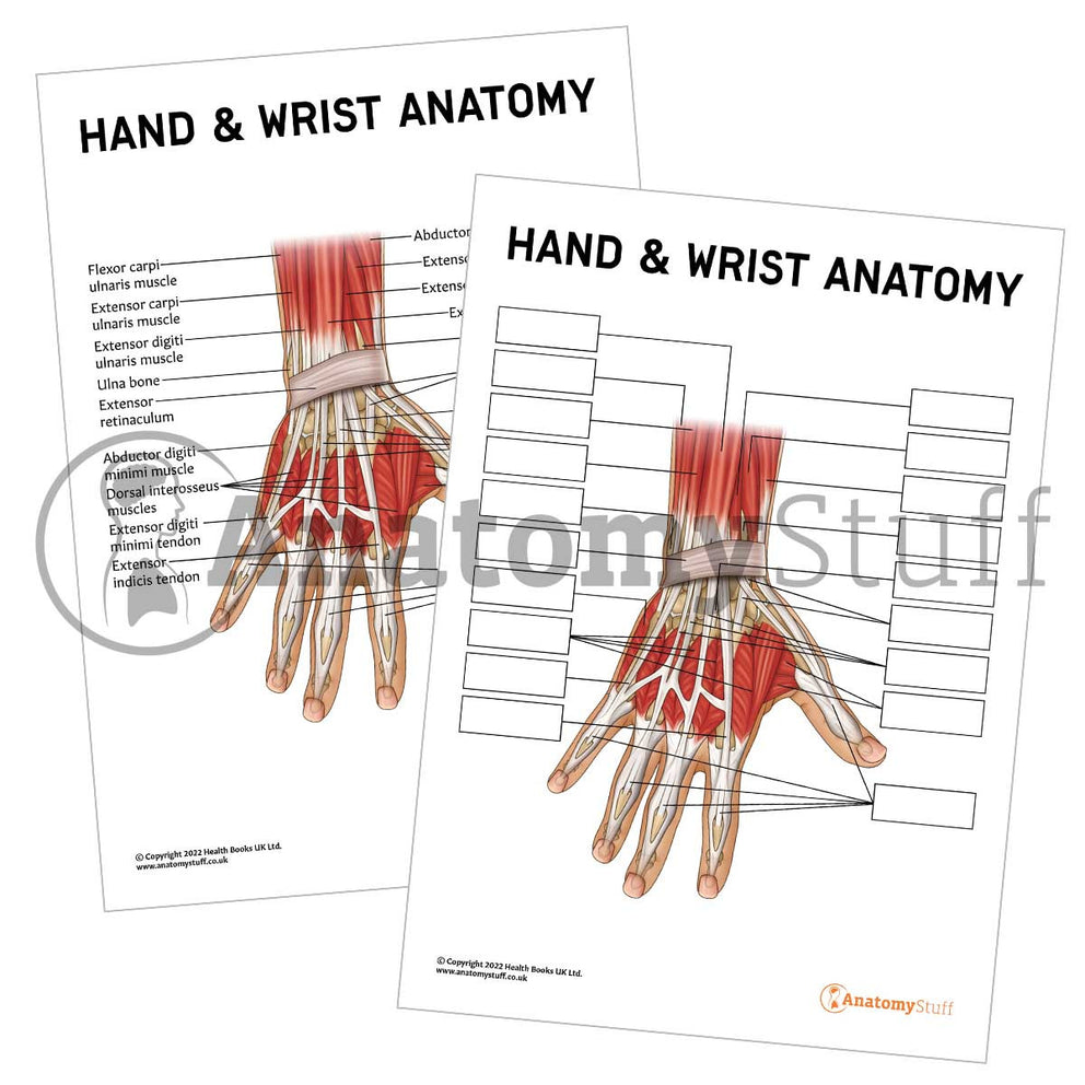Hand & Wrist Anatomy Poster & Worksheet PDF | Interactive & Printable ...