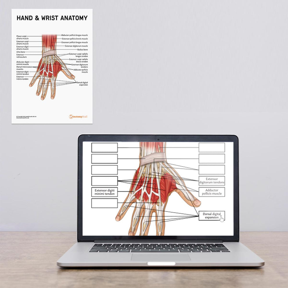 Hand & Wrist Anatomy Poster & Worksheet PDF | Interactive & Printable ...