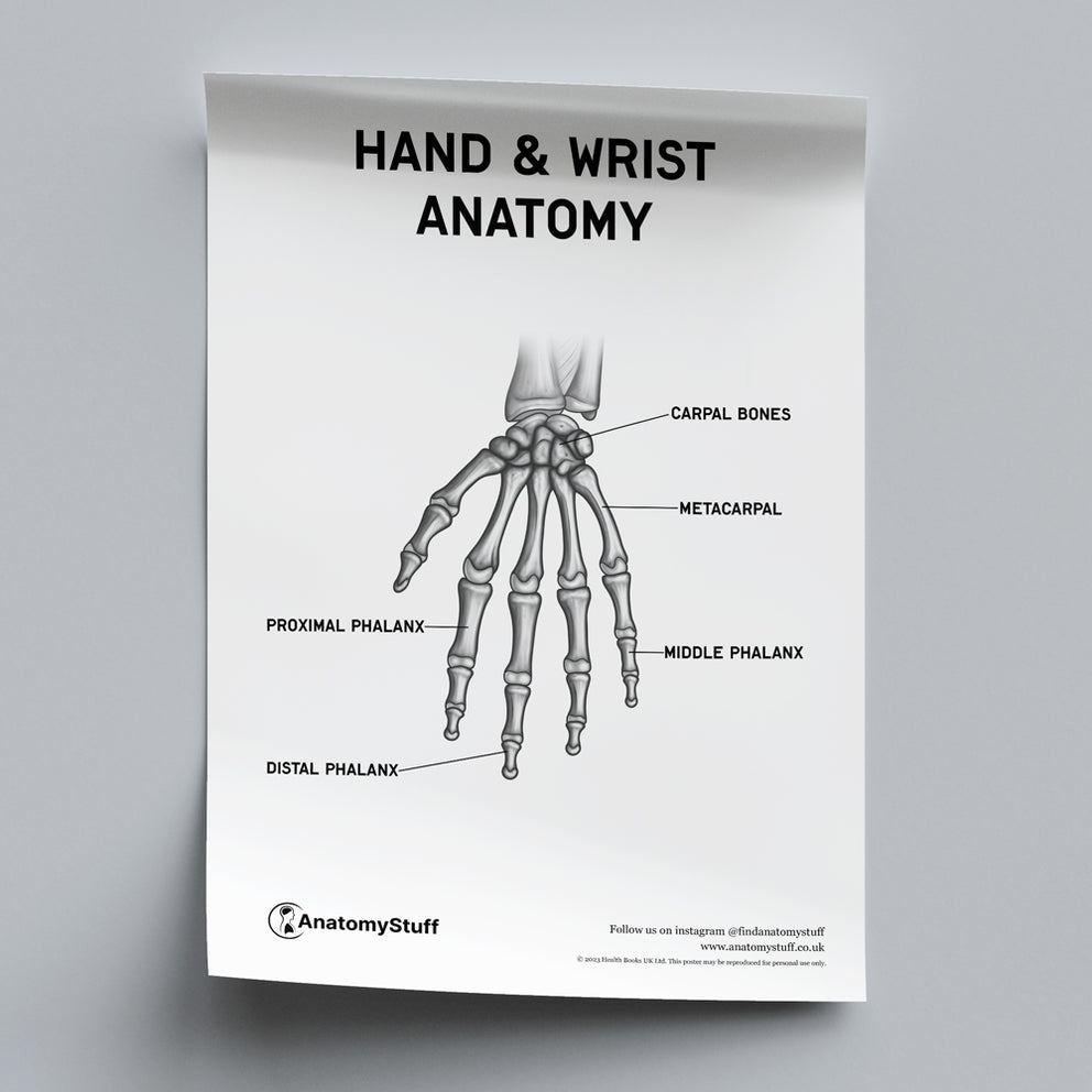 Hand & Wrist Anatomy PDF Poster | Upper Limb Joint Diagram Download ...
