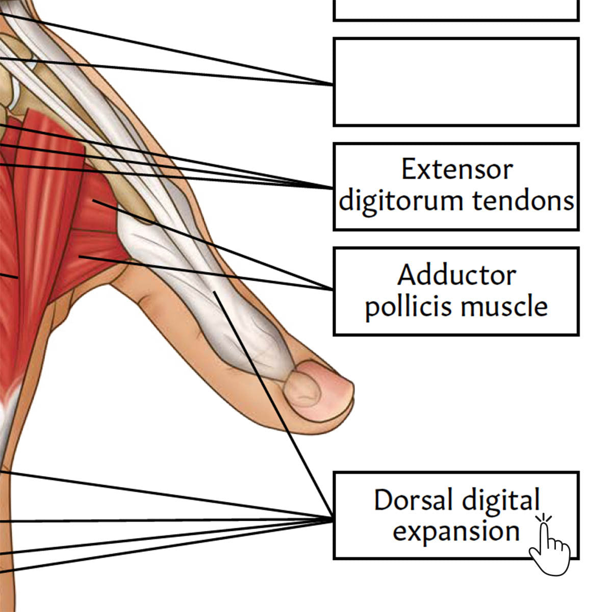 Hand & Wrist Anatomy Poster & Worksheet PDF | Interactive & Printable ...
