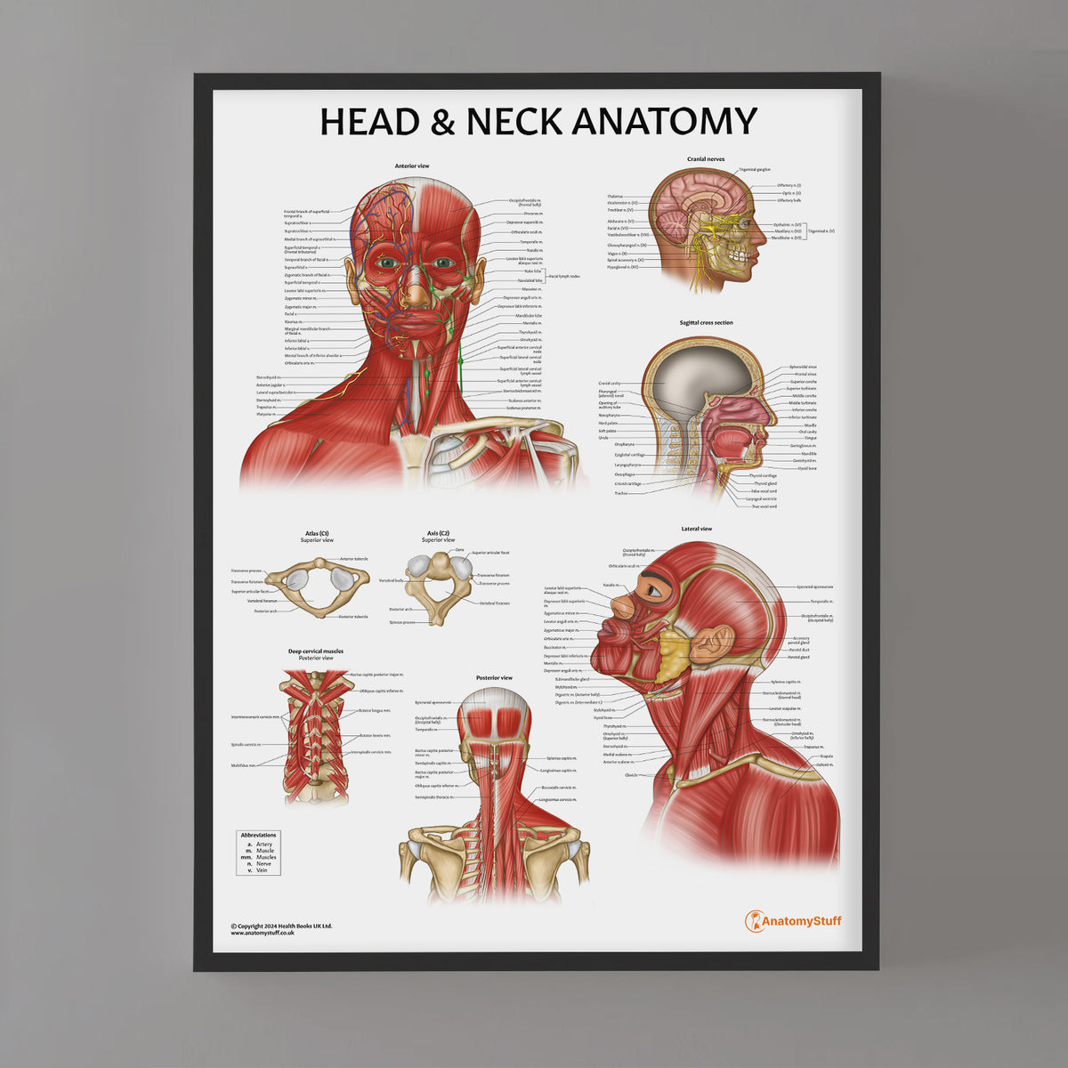 Head and Neck Anatomy Poster | Muscles and Bones Chart – AnatomyStuff