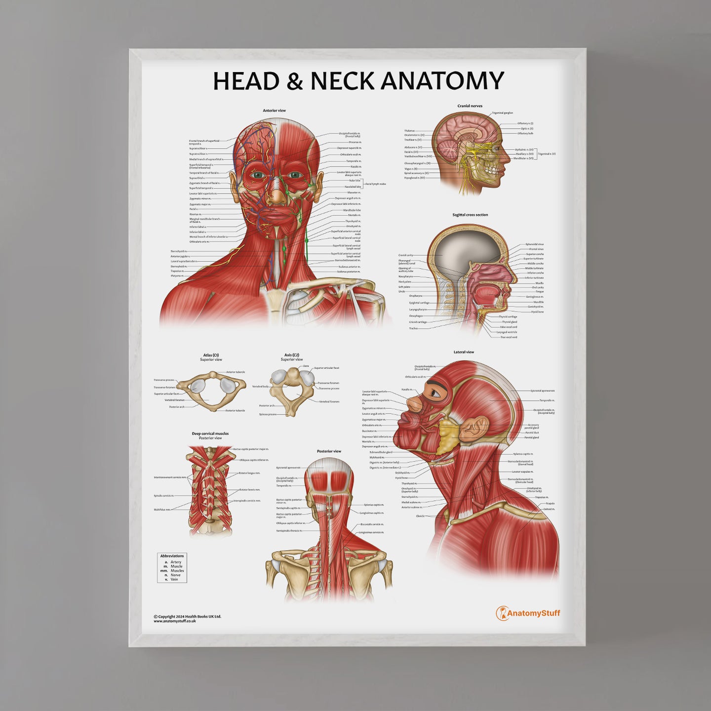 Head and Neck Anatomy Poster | Muscles and Bones Chart – AnatomyStuff