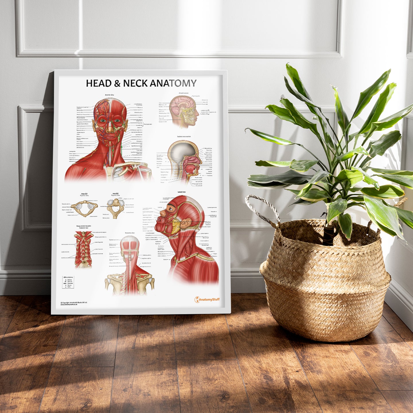 Head and Neck Anatomy Poster | Muscles and Bones Chart – AnatomyStuff