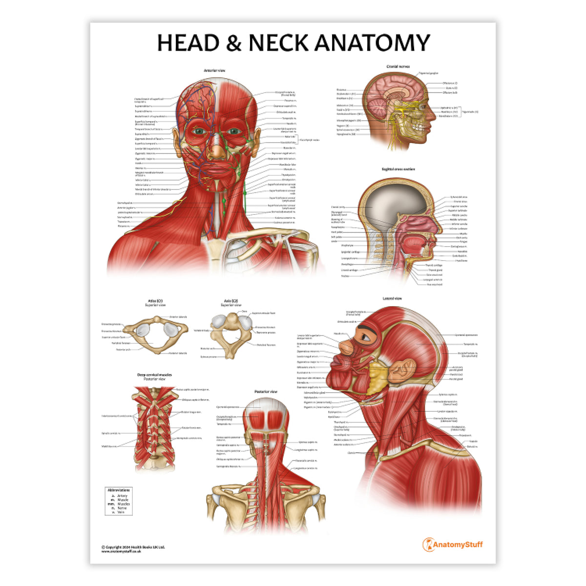 Head and Neck Anatomy Poster | Muscles and Bones Chart – AnatomyStuff