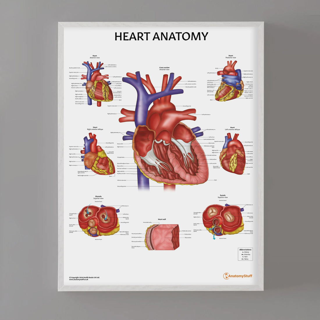 Heart Anatomy Posters – AnatomyStuff