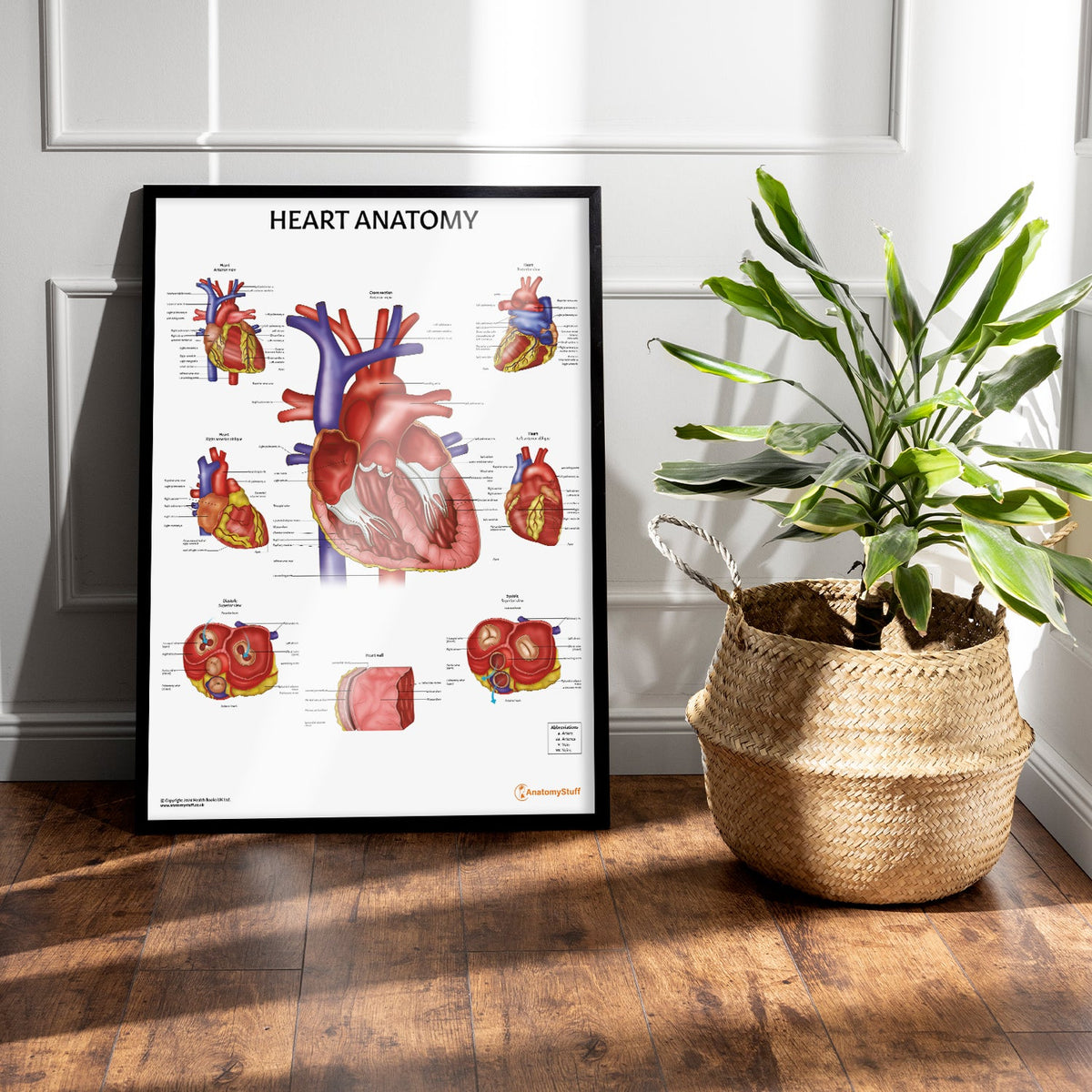 Heart Anatomy Posters – AnatomyStuff