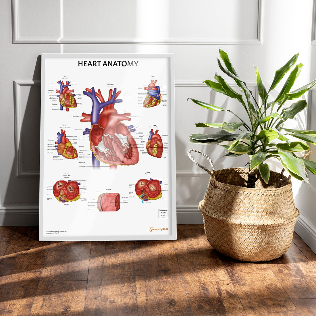 Heart Anatomy Posters – AnatomyStuff