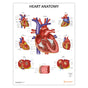 Heart Anatomy Posters – AnatomyStuff