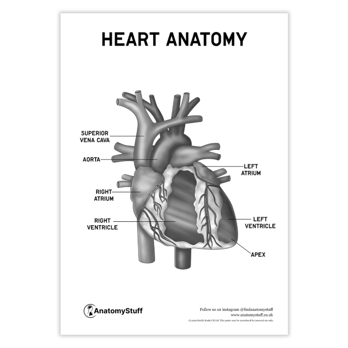 Heart Anatomy PDF Poster | Cardiology Study Resource – AnatomyStuff