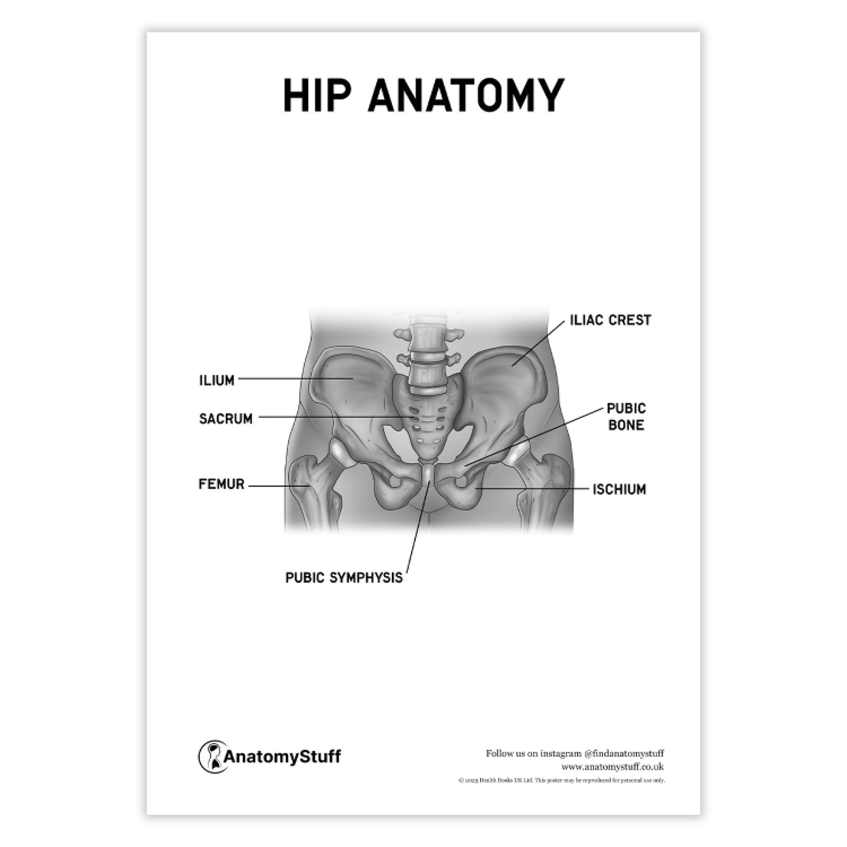 Hip Anatomy PDF Poster | Pelvis and Joint Anatomy Download – AnatomyStuff
