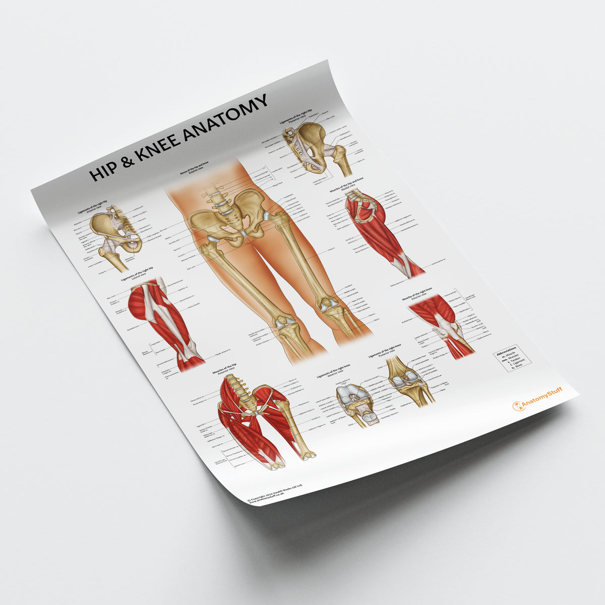 Hip & Knee Joint Anatomy Poster | Human Musculoskeletal Chart ...