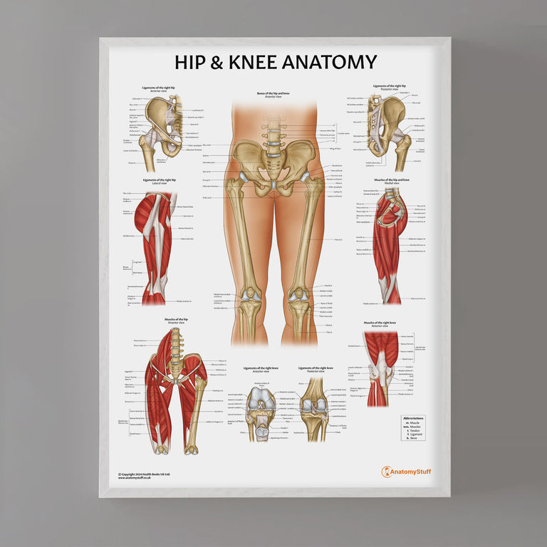 Hip & Knee Joint Anatomy Poster | Human Musculoskeletal Chart ...