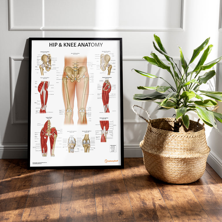 Hip & Knee Joint Anatomy Poster | Human Musculoskeletal Chart ...