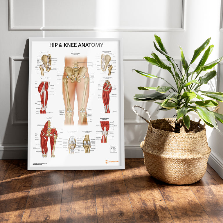 Hip & Knee Joint Anatomy Poster | Human Musculoskeletal Chart ...