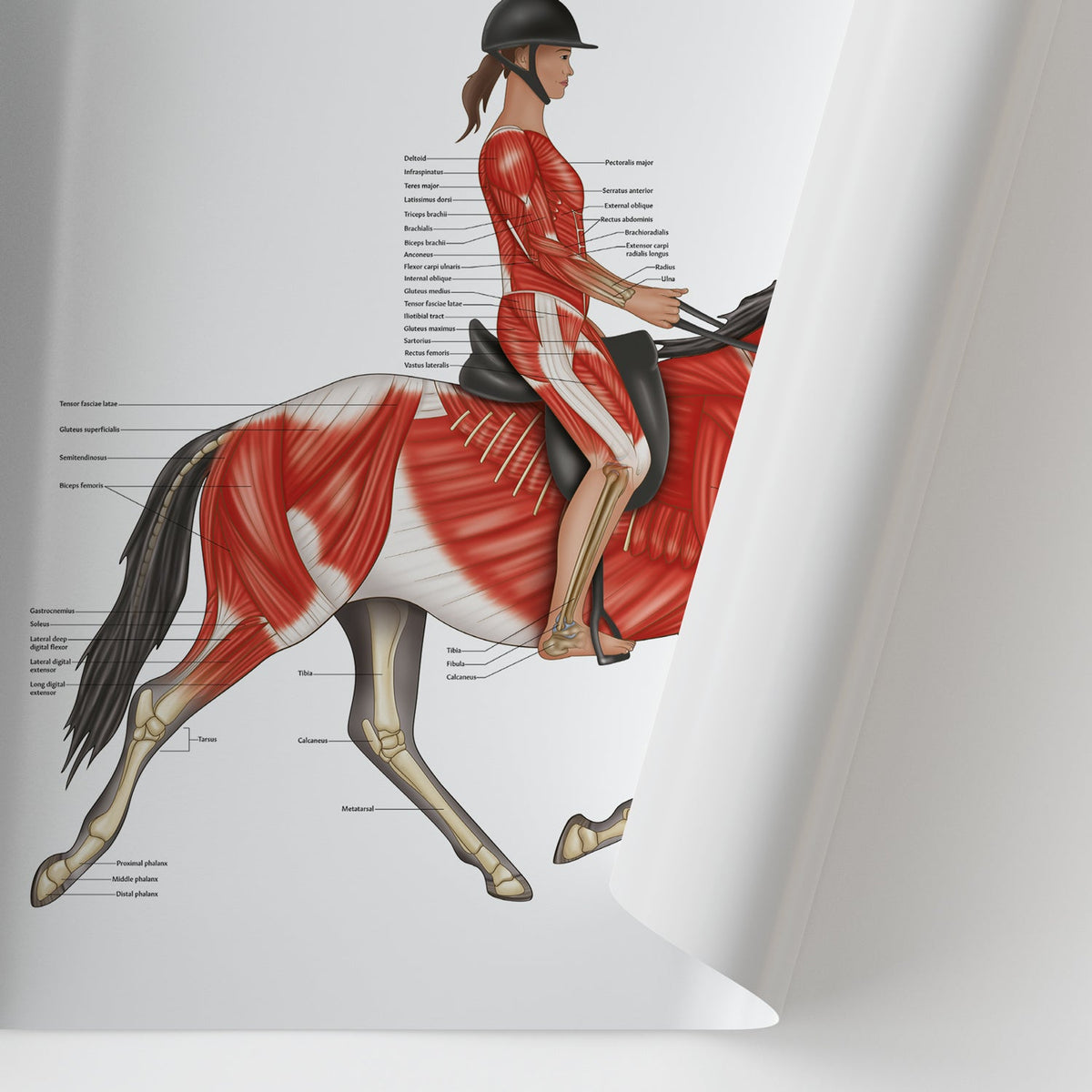 Horse Rider Anatomy Poster | Equine & Human Muscles Chart – AnatomyStuff